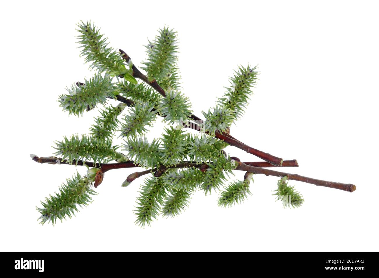 Spring April branches with green buds of wild Willow tree isolated ...