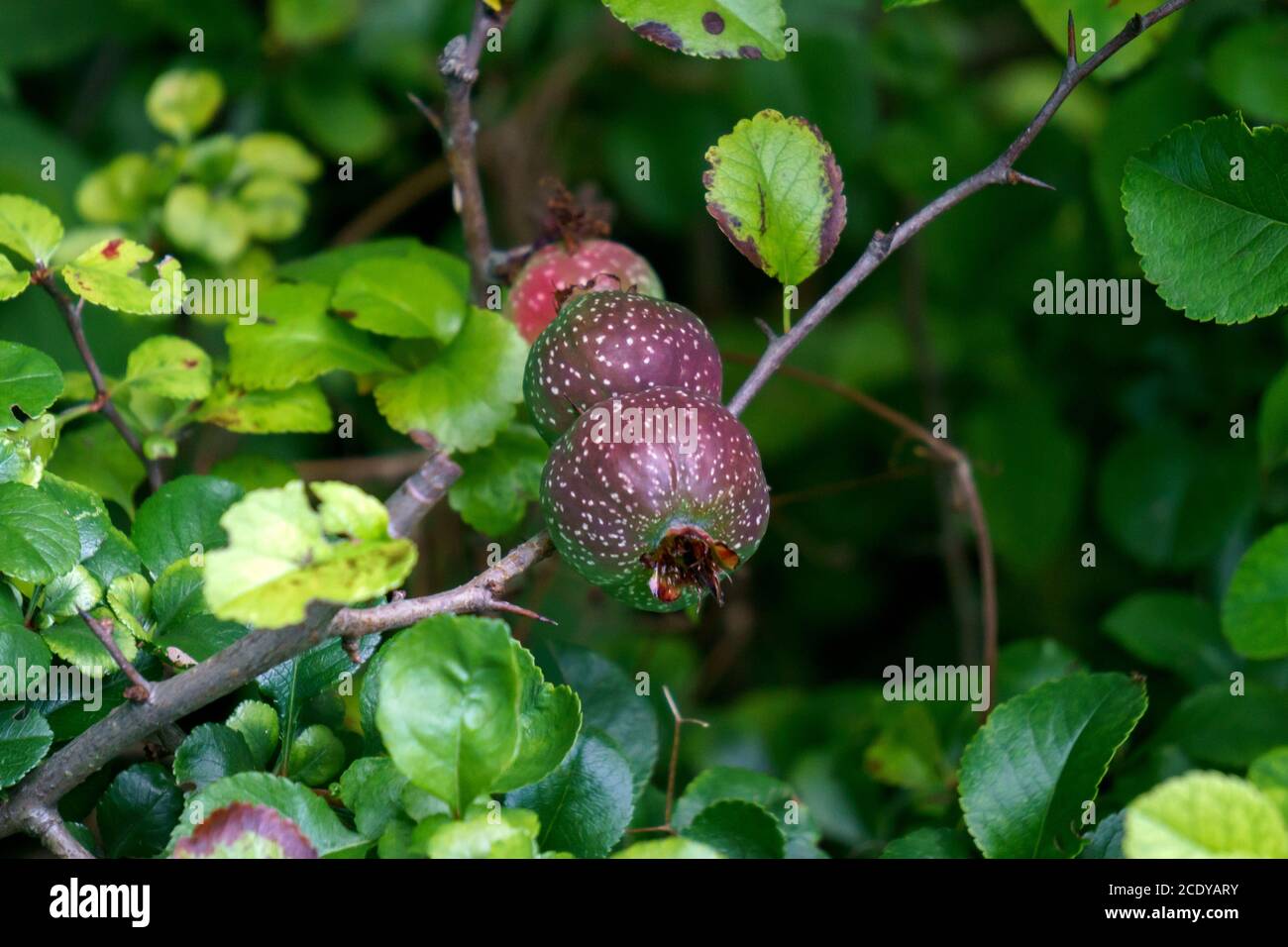 Not yet ready for harvest hi-res stock photography and images - Alamy