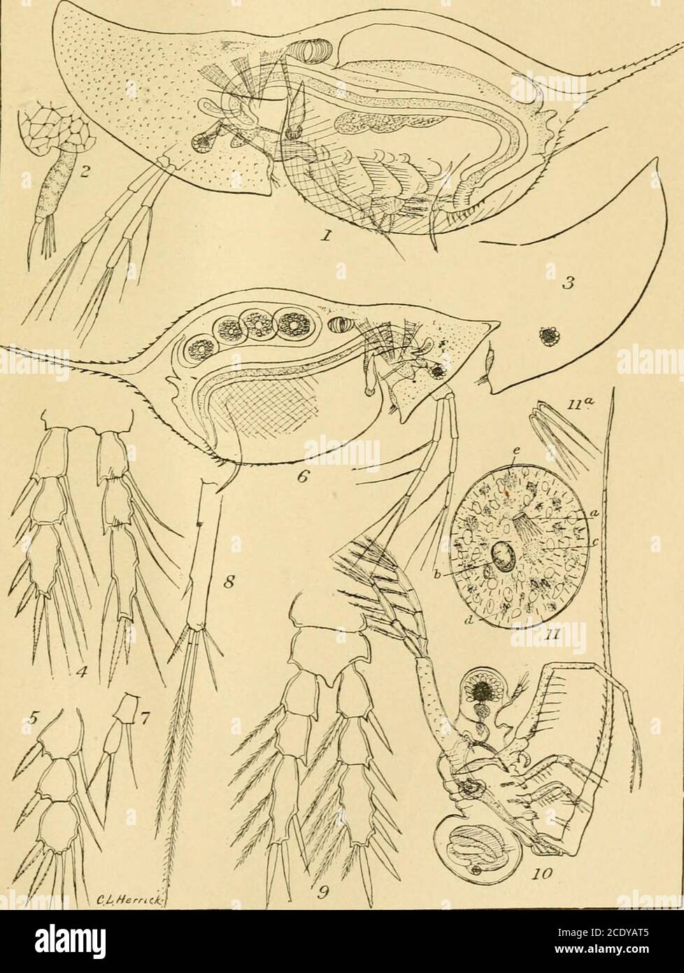 . A final report on the Crustacea of Minnesota, included in the orders ...