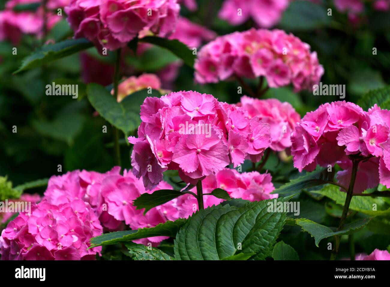 Hydrangea garden large hi-res stock photography and images - Alamy