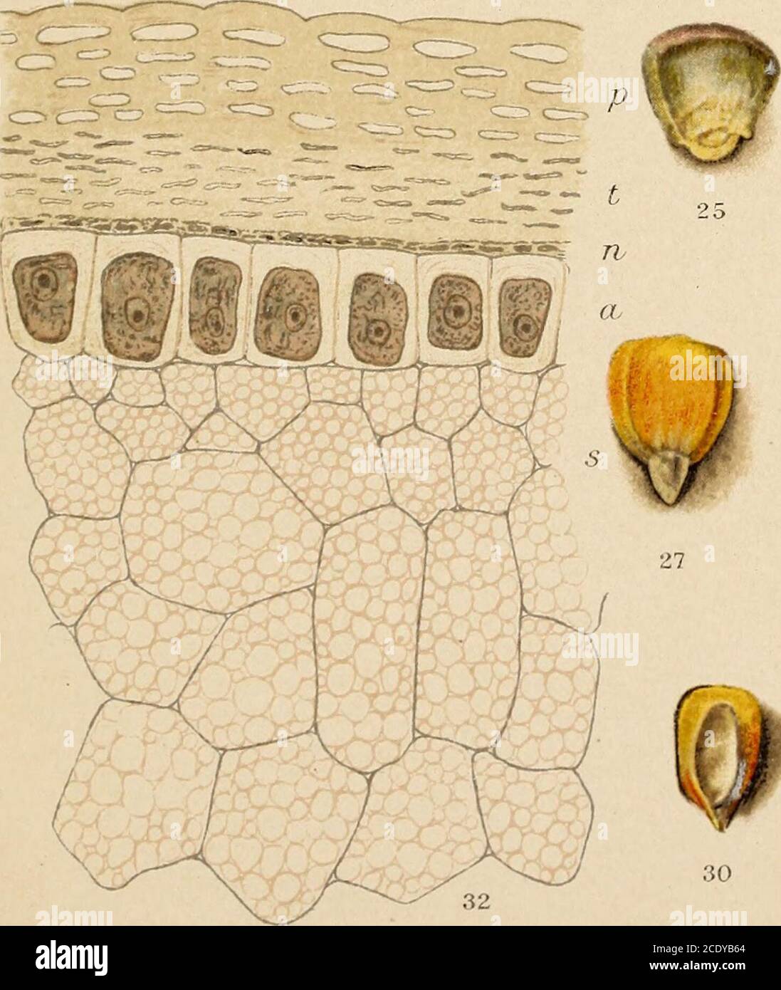 . Xenia, or the immediate effect of pollen, in maize . 19 20 22 23 ...