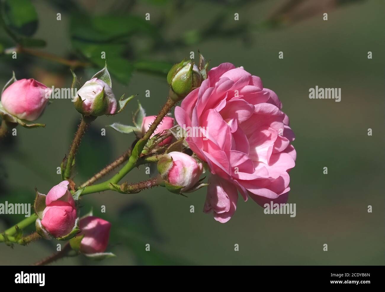 Macro of pink isolated roses Stock Photo - Alamy