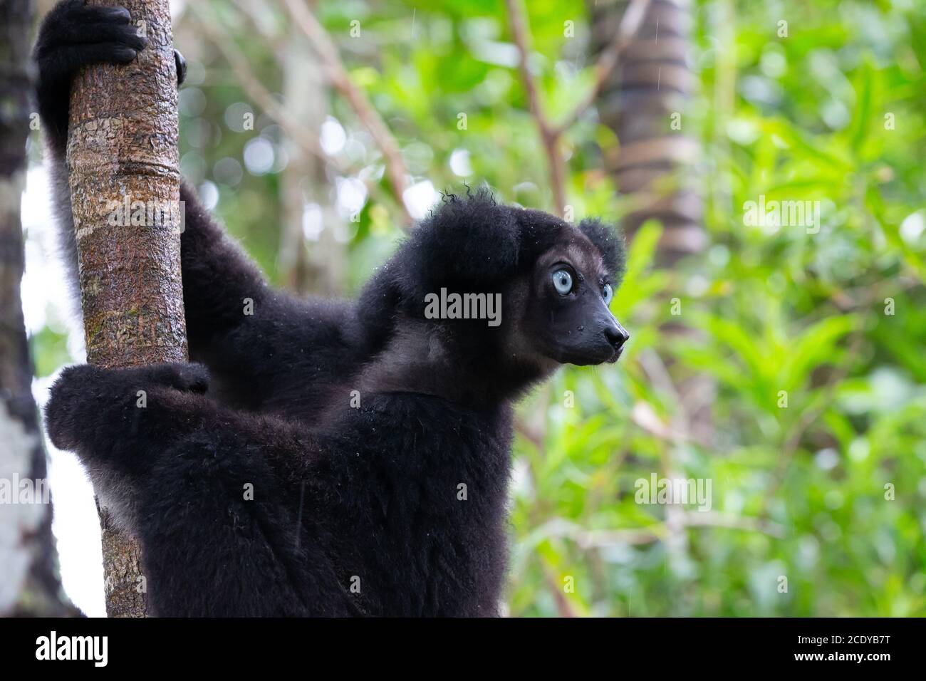 Portrait of the Indri lemurs in a rainforest in Madagascar Stock Photo ...