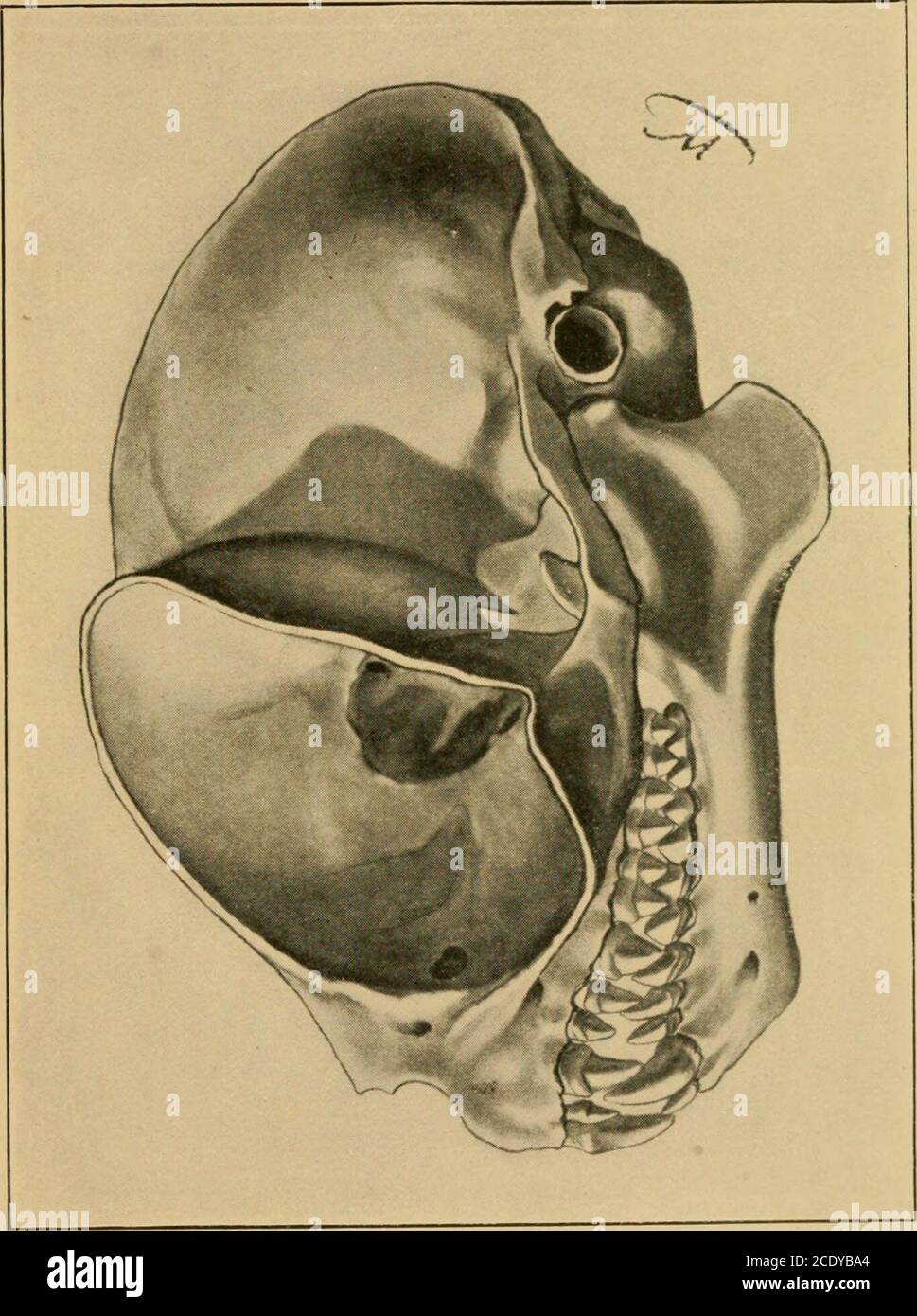 . The descent of the primates; lectures delivered on the occasion of ...