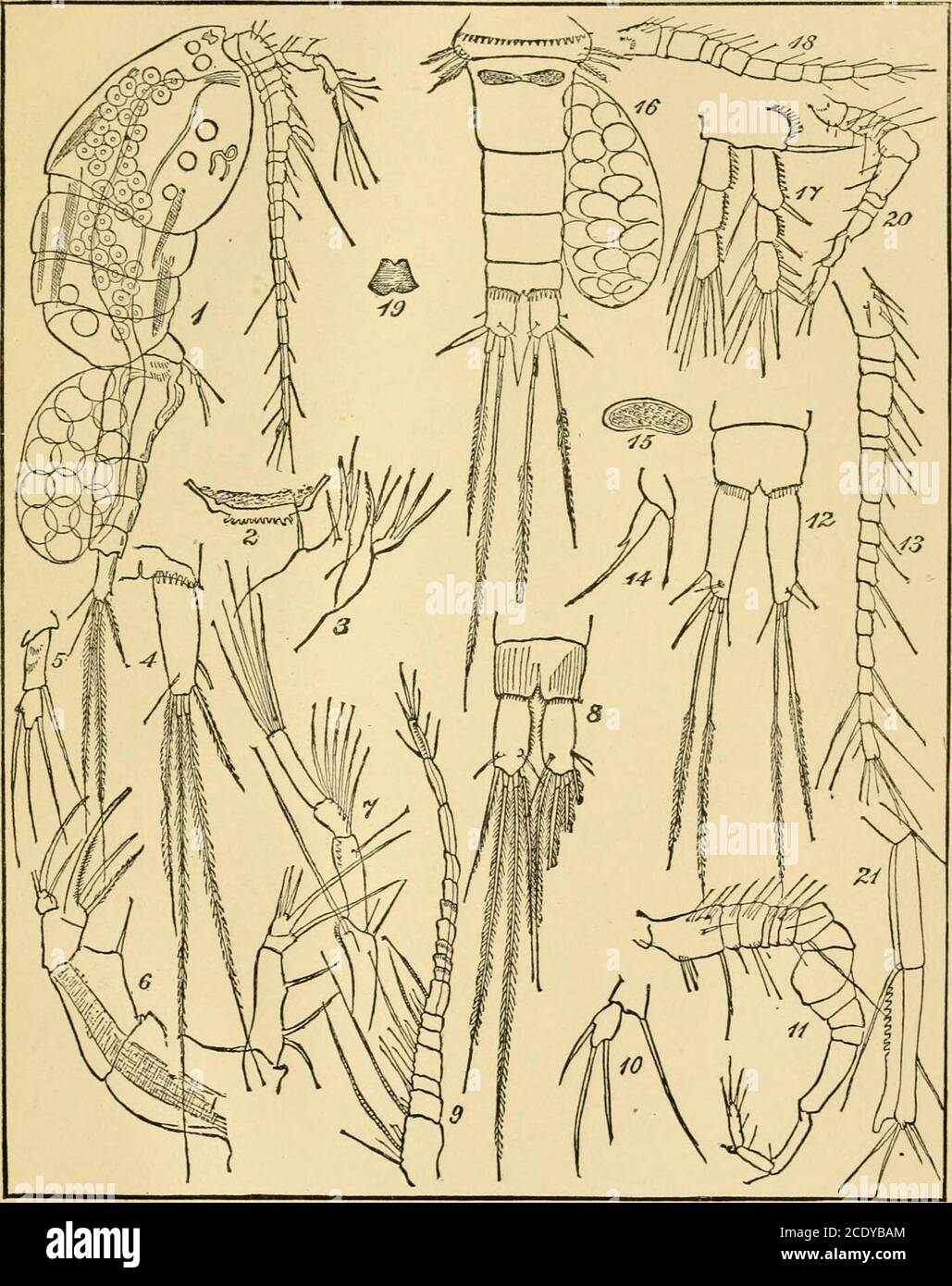 . A final report on the Crustacea of Minnesota, included in the orders ...