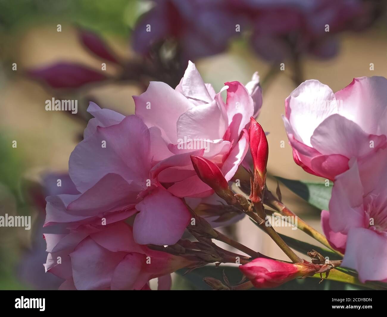 Pink Oleanders High Resolution Stock Photography and Images - Alamy