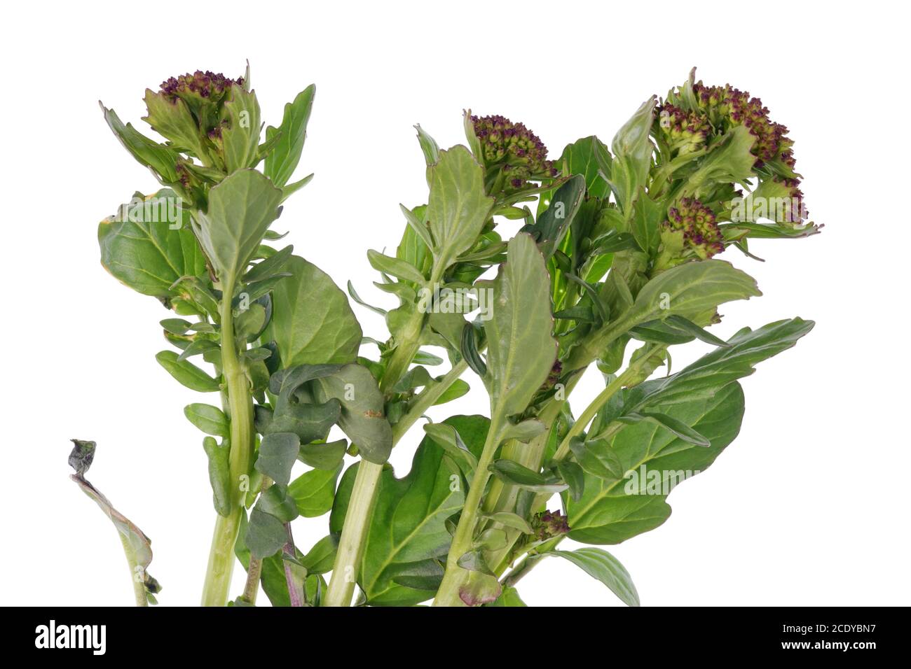 Spring April branches with green leaves and buds of forest Bird Wild ...