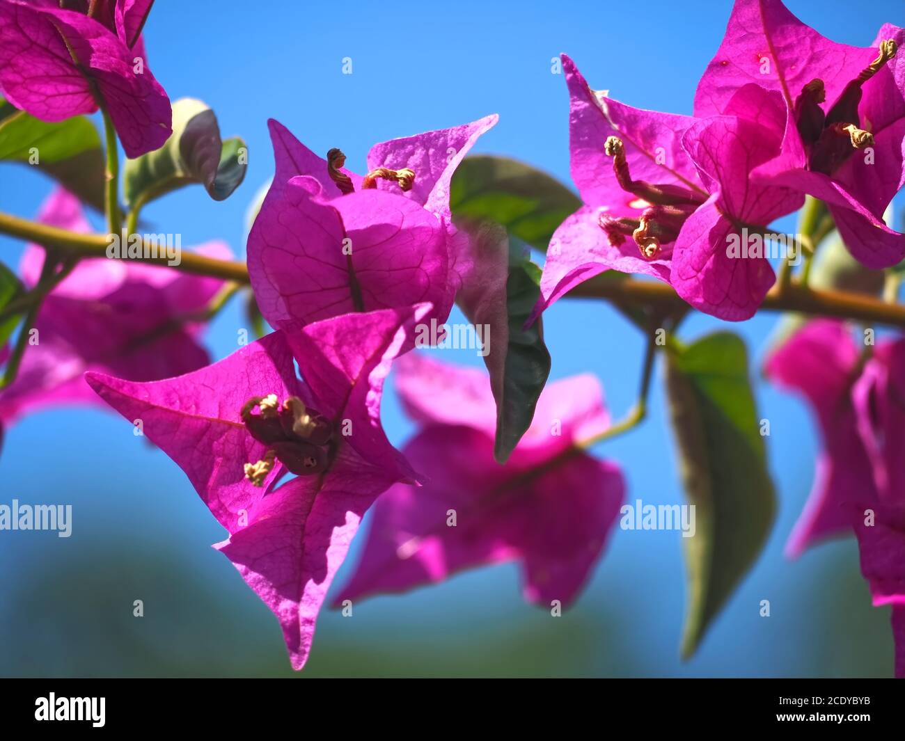 Oleander photo hi-res stock photography and images - Alamy