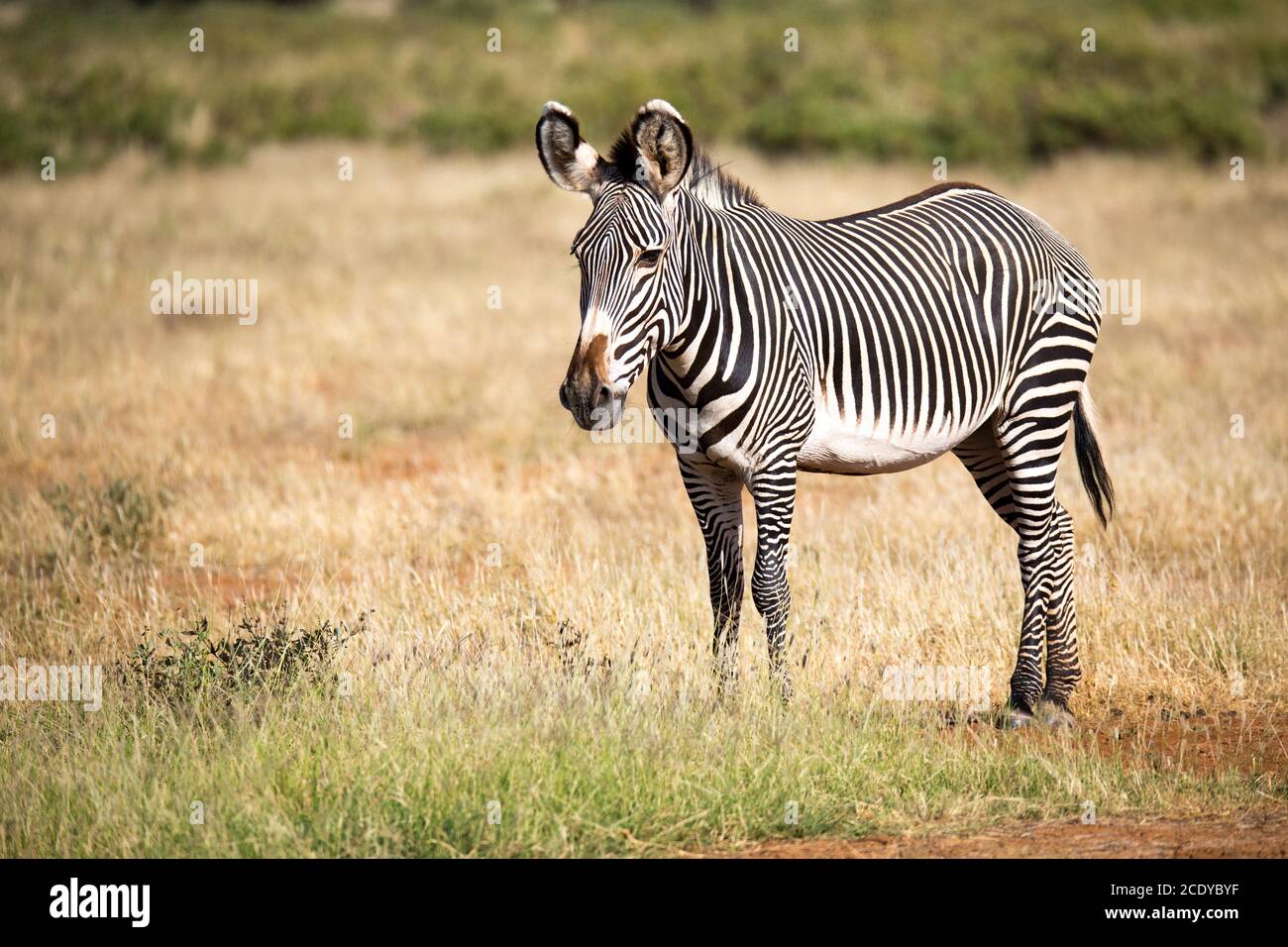 Grevy zebra hi-res stock photography and images - Alamy