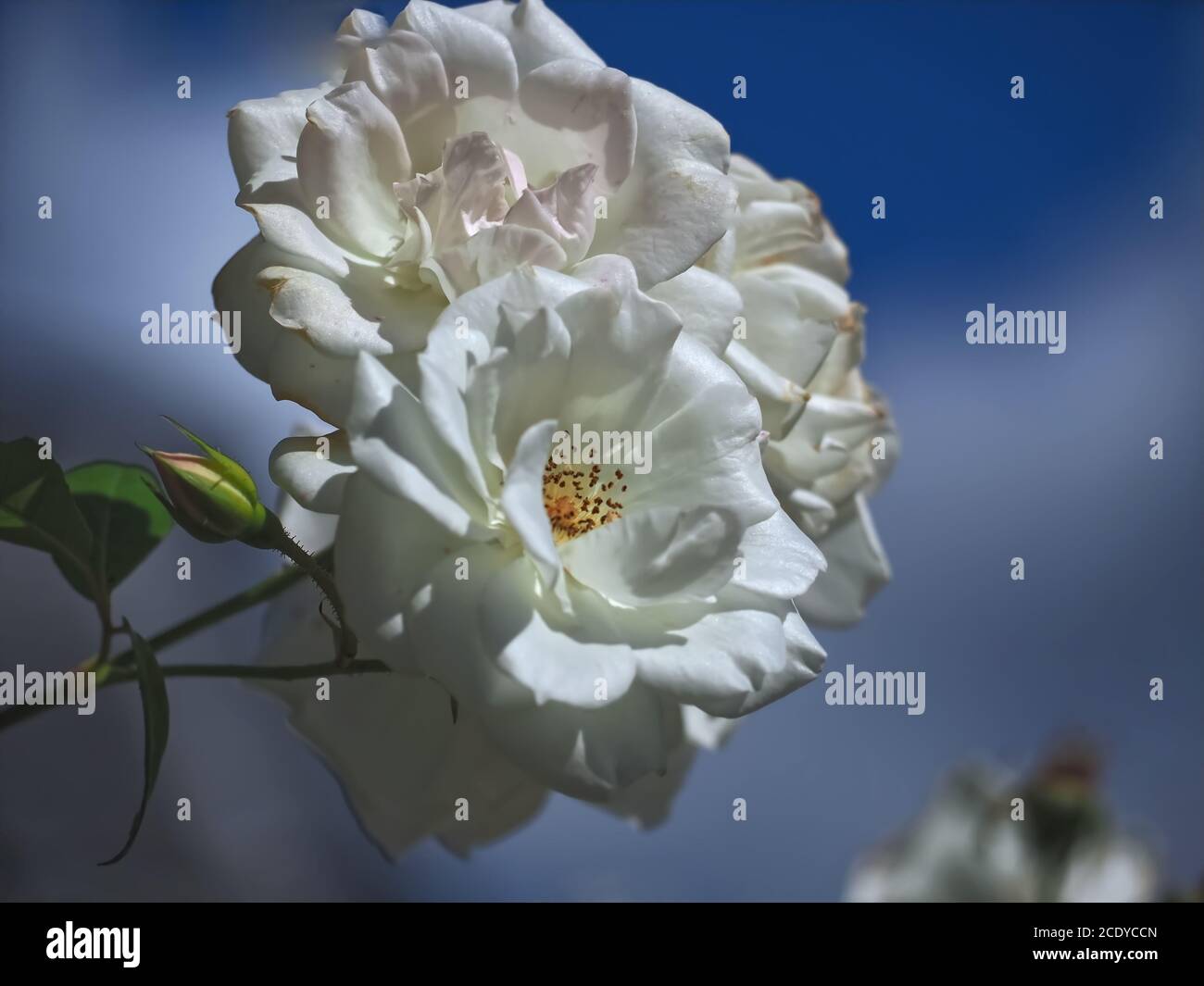White Climbing Rose Tree High Resolution Stock Photography and Images ...