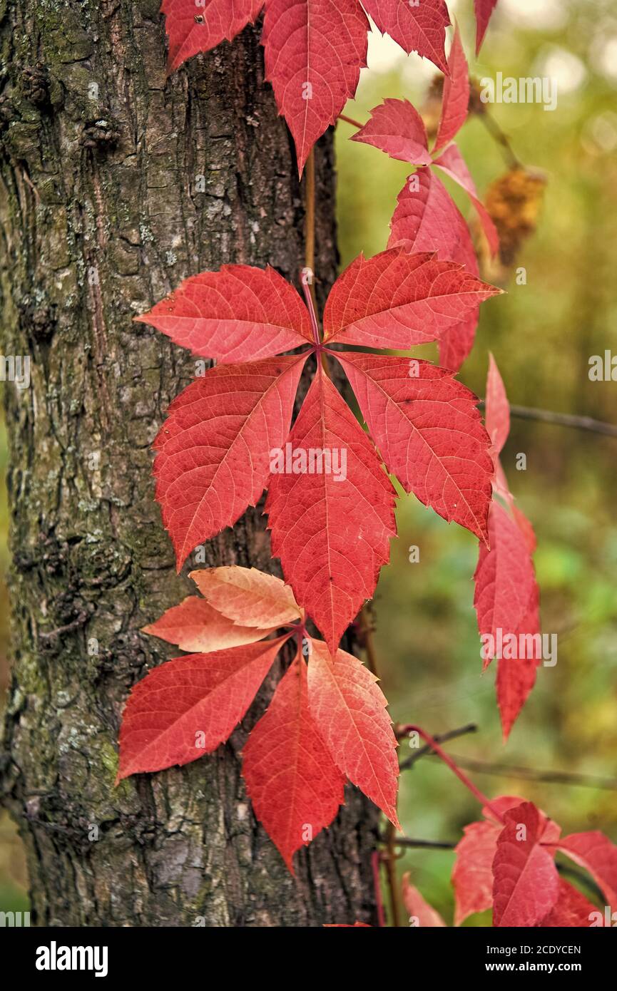 Why leaves changing color. Red leaf. Autumn is already here. Vibrant ...