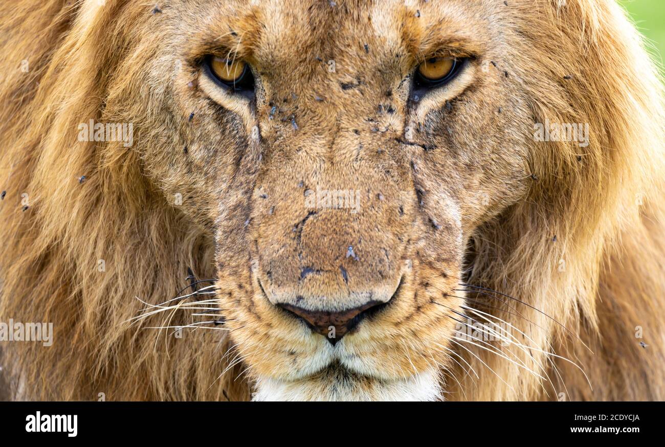 The face of a big lion in closeup Stock Photo - Alamy