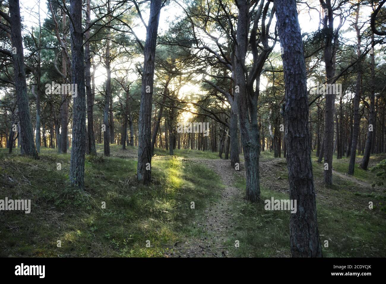 Baltic pines hi-res stock photography and images - Alamy