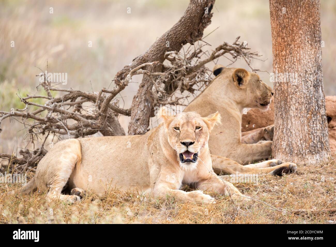 Two lions rest in the shade of a tree Stock Photo - Alamy