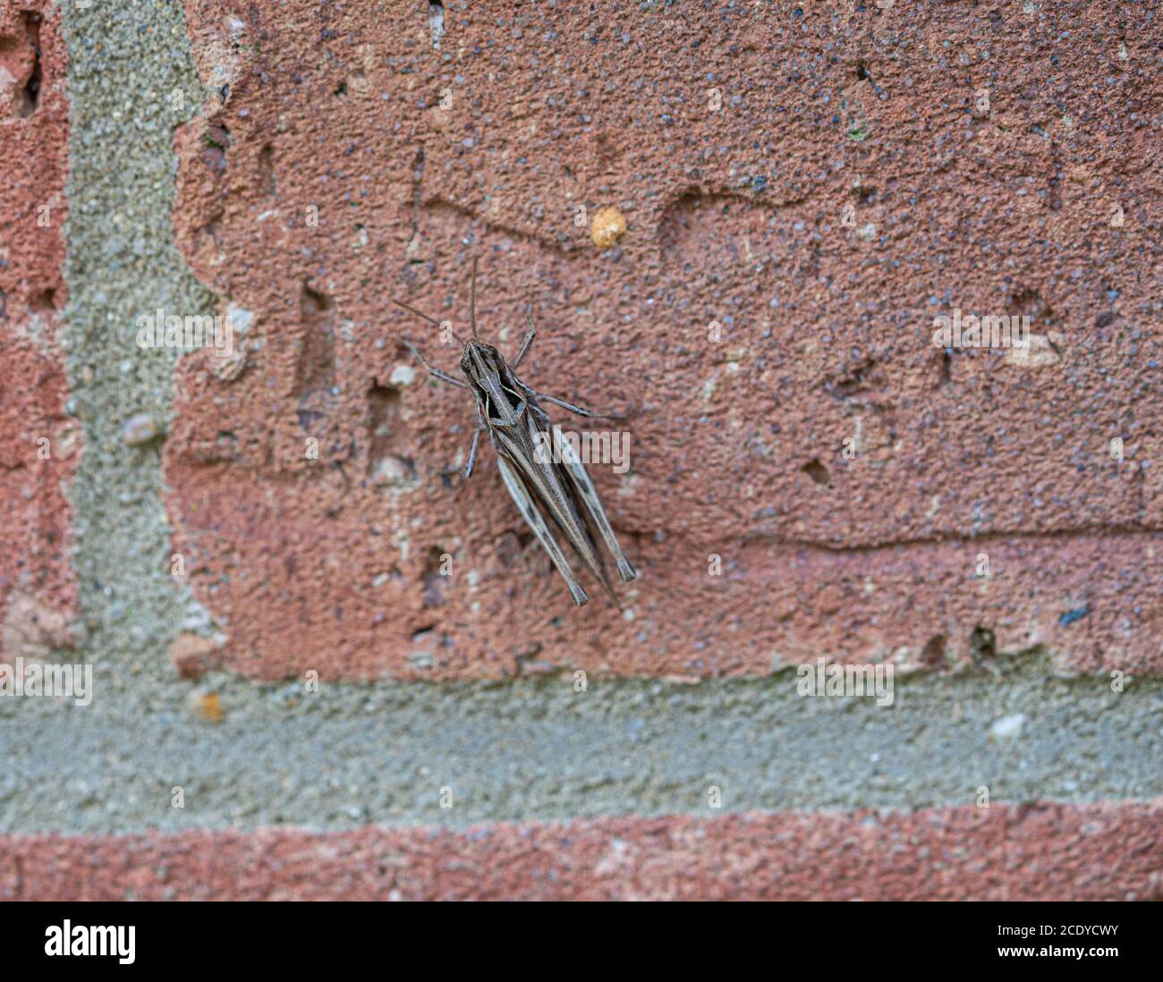 Single Cricket Macro on red brick wall banner panoramic Stock Photo - Alamy