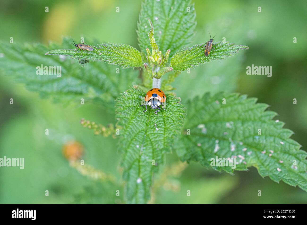 Single Ladybird red and black bug on nettle marco low level view Stock ...