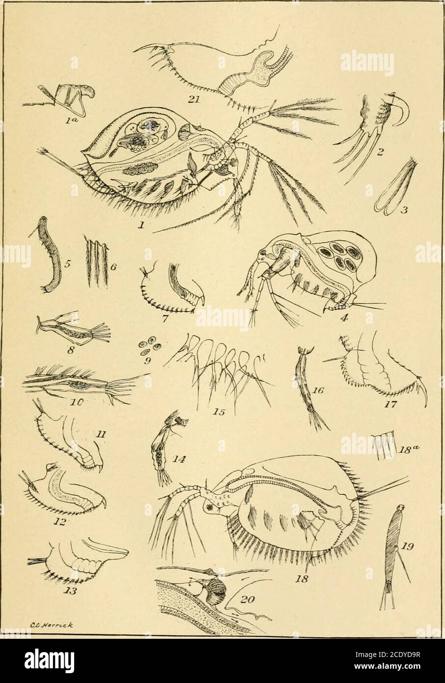 . A final report on the Crustacea of Minnesota, included in the orders ...