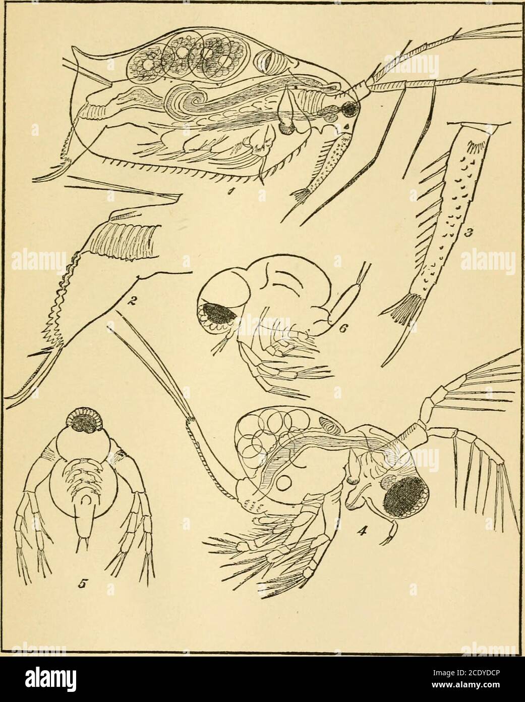 . A final report on the Crustacea of Minnesota, included in the orders ...