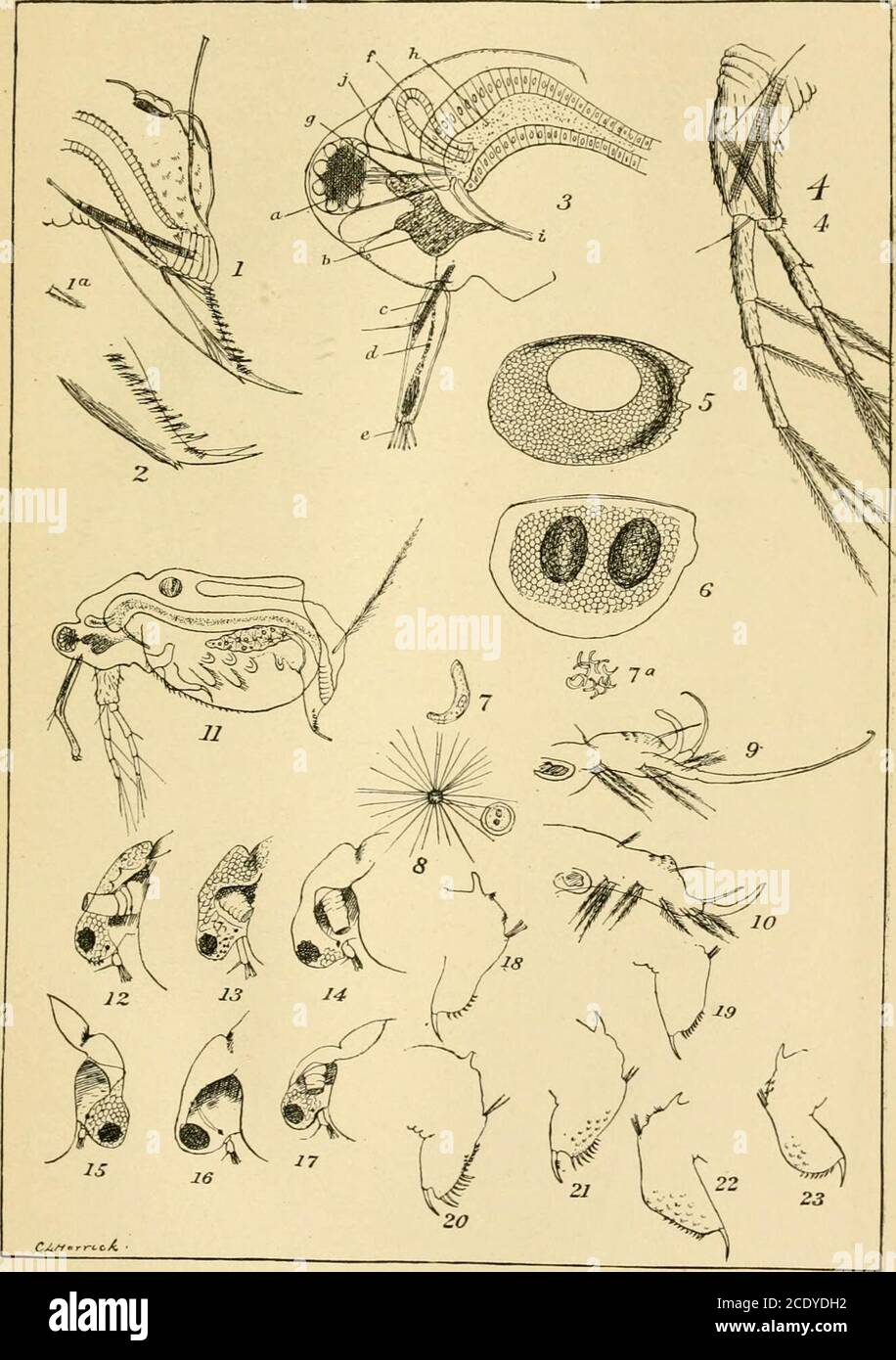 . A final report on the Crustacea of Minnesota, included in the orders ...