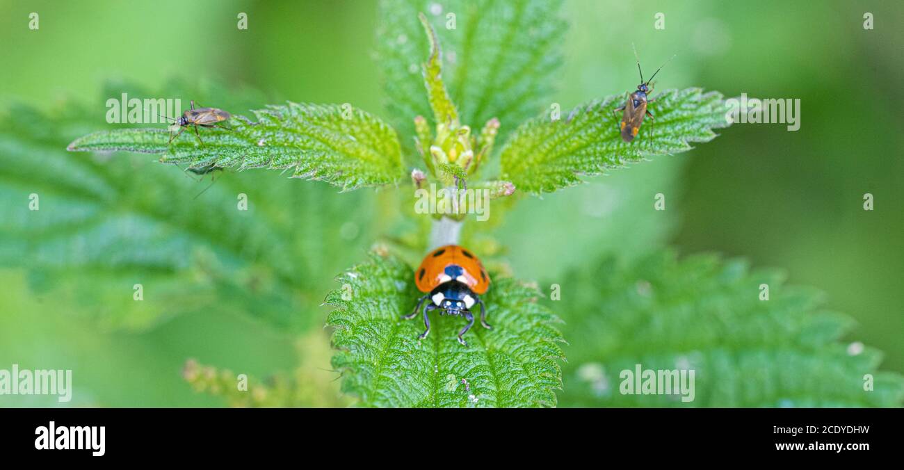Single Ladybird red and black bug on nettle marco low level view Stock ...