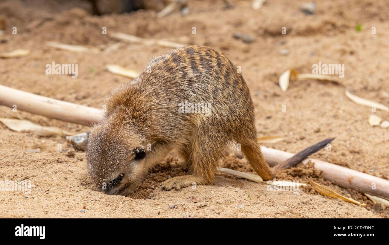 Hermaphrodite hi-res stock photography and images - Alamy