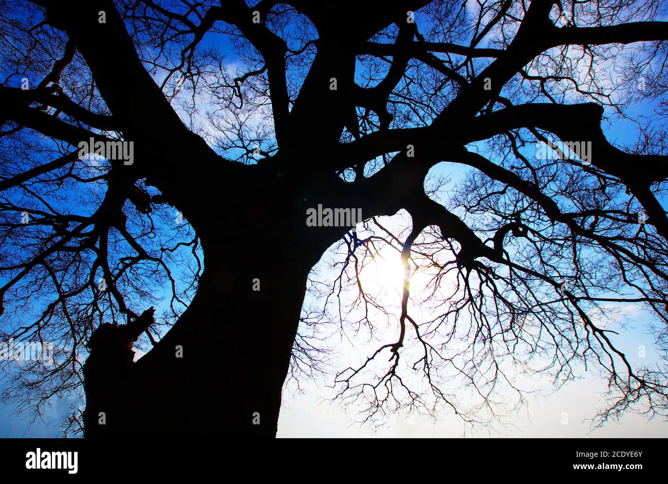 Large tree silhouette Stock Photo - Alamy