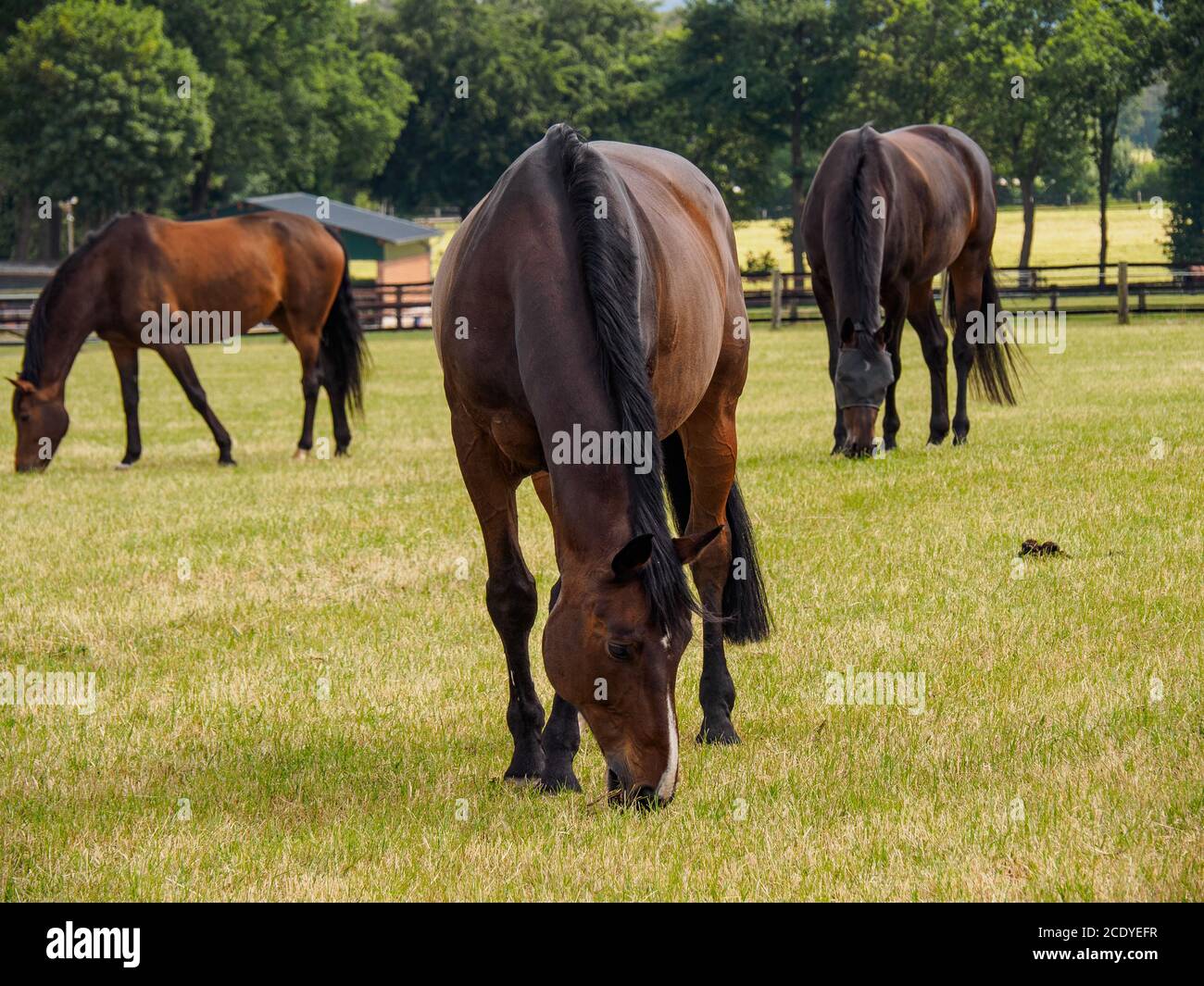 horses in germany Stock Photo - Alamy