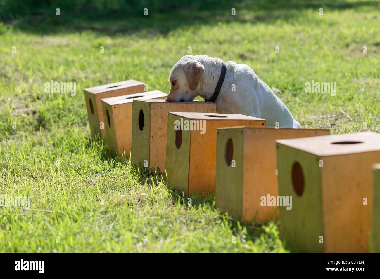 Sniff dog box hi-res stock photography and images - Alamy