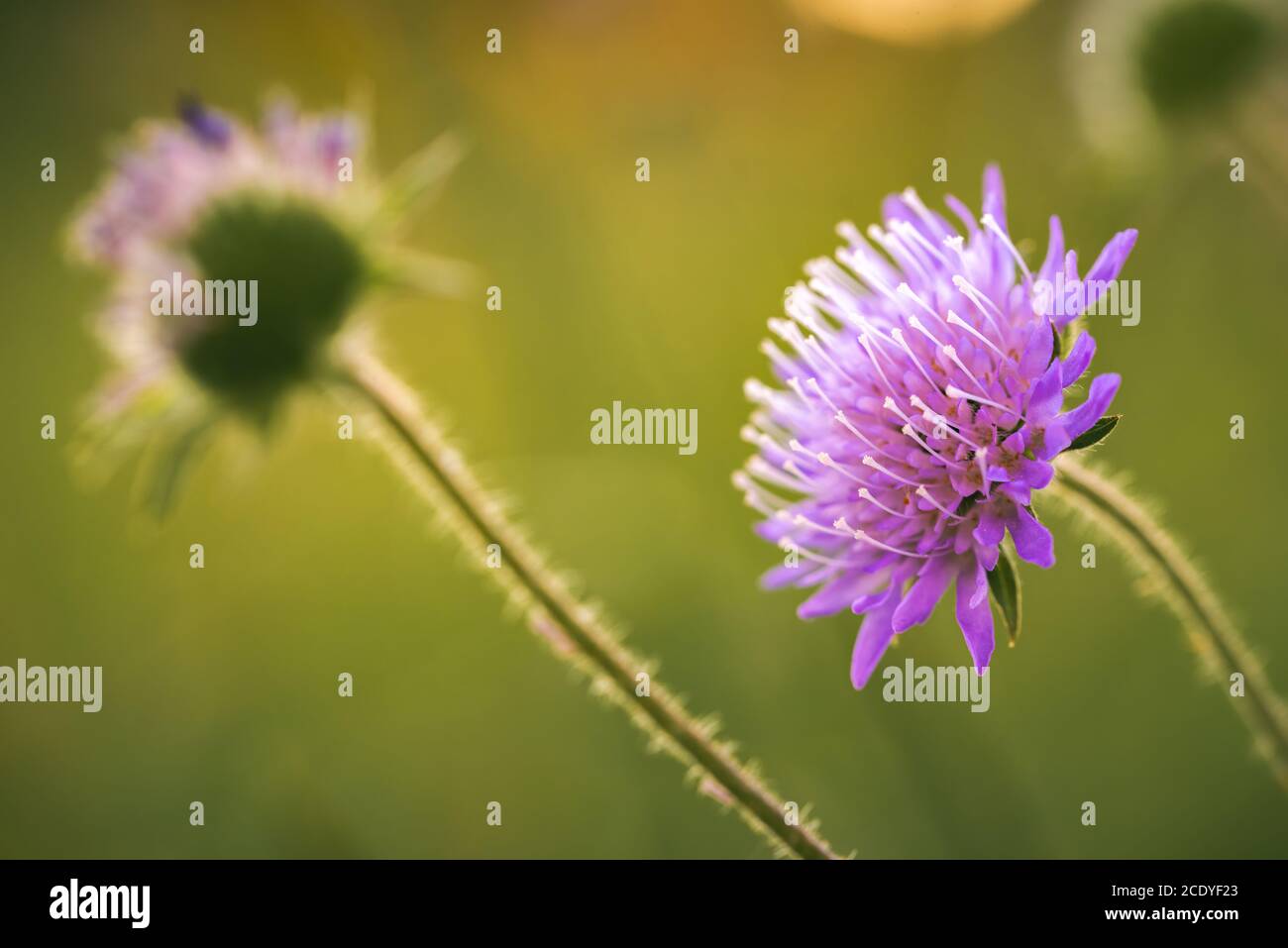 Iolet hi-res stock photography and images - Alamy