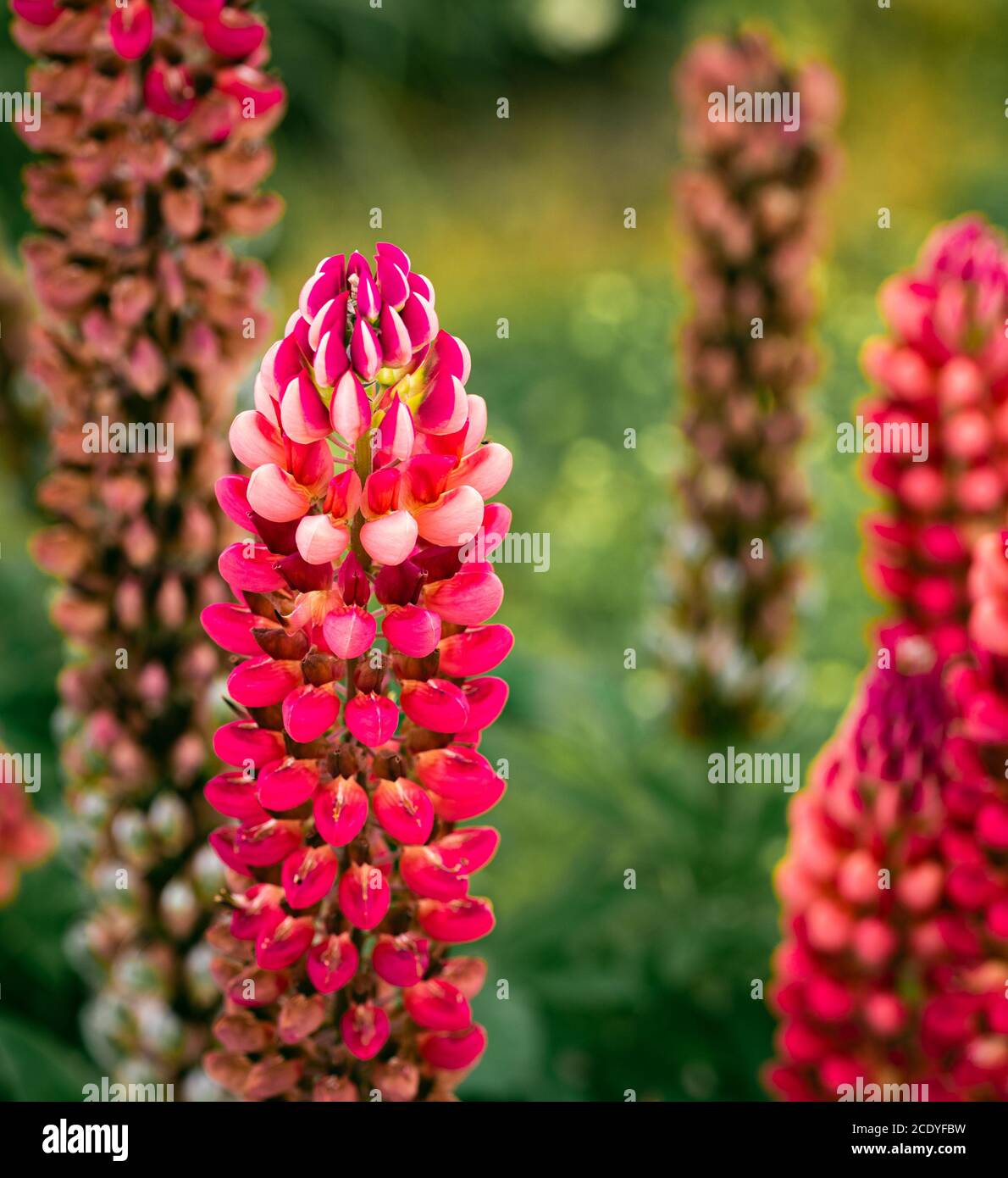 Lupins Garden Flower High Resolution Stock Photography and Images - Alamy