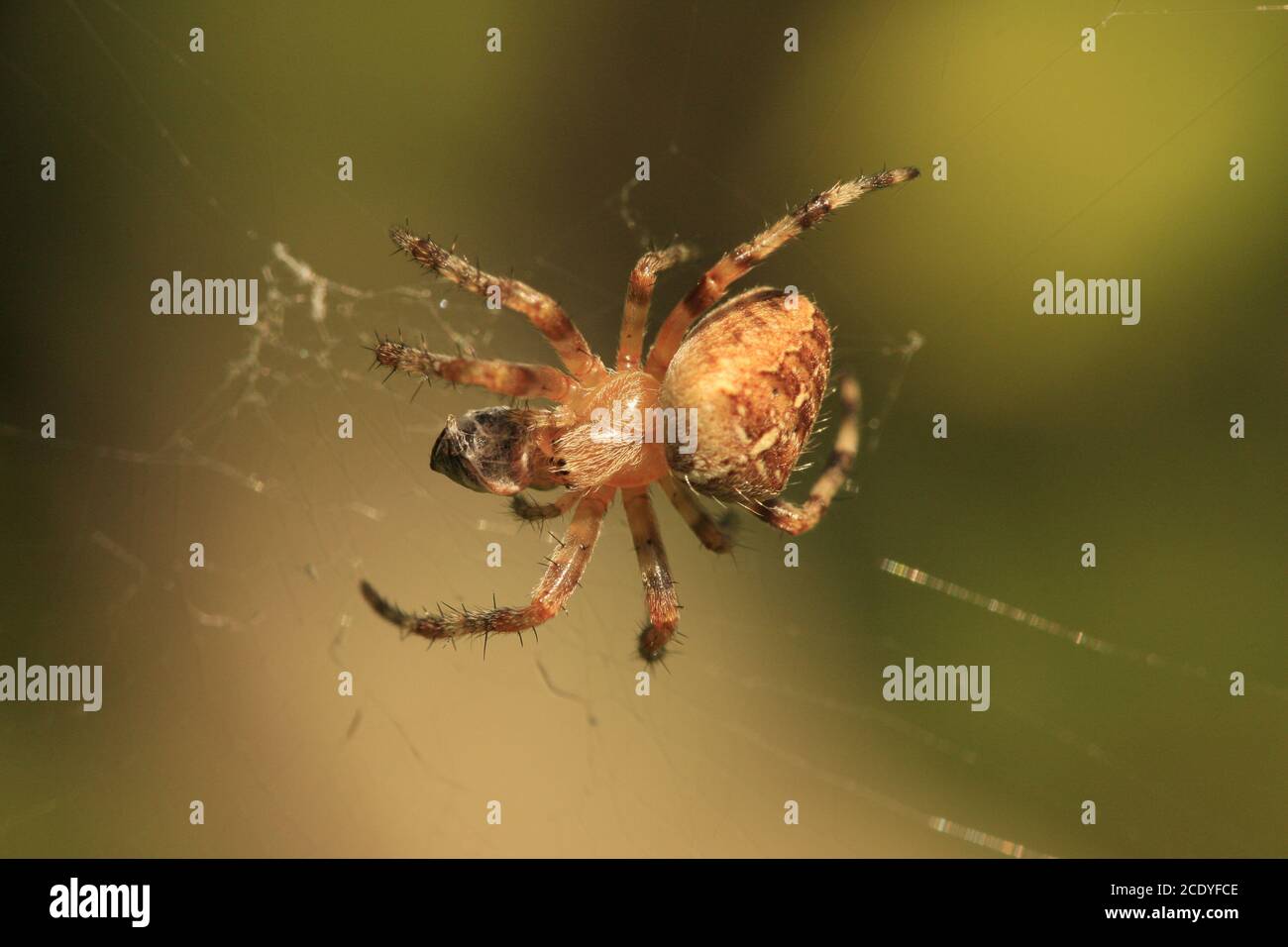 Cross orb-weaver spider on web wrapping its prey, England, UK Stock ...
