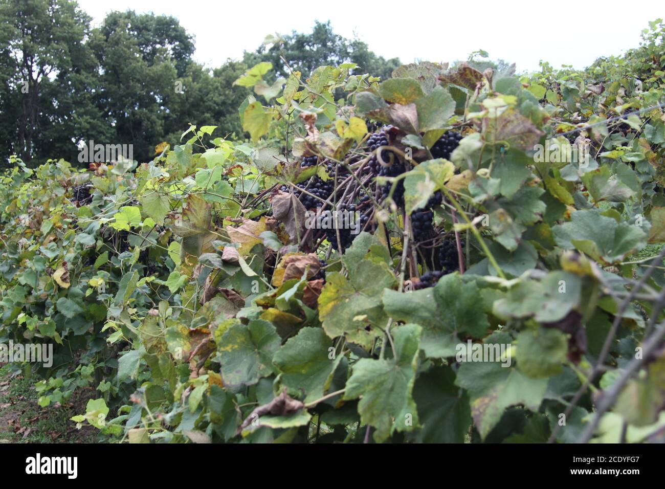 Grape strand hi-res stock photography and images - Alamy