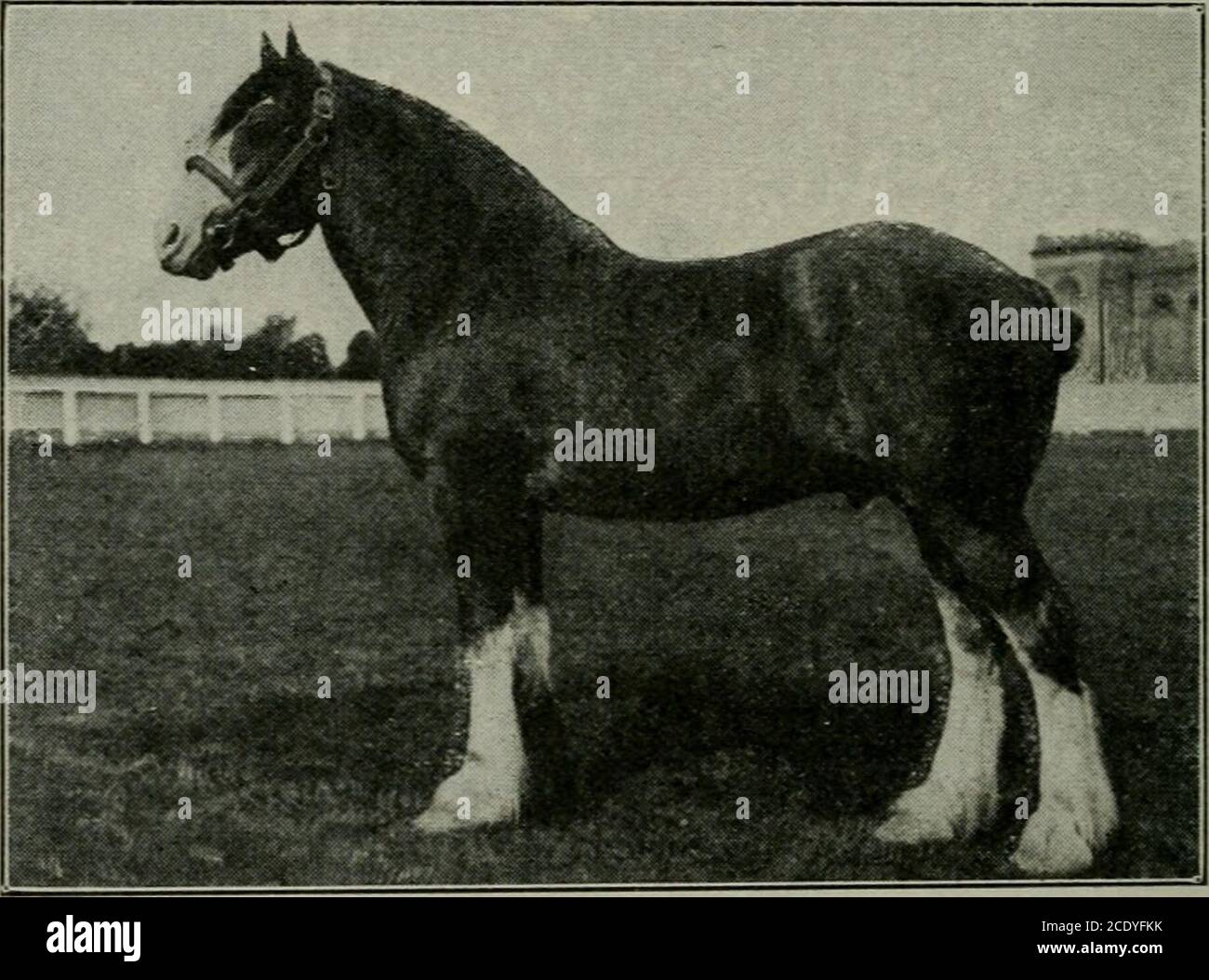 Three legged horse hi-res stock photography and images - Alamy