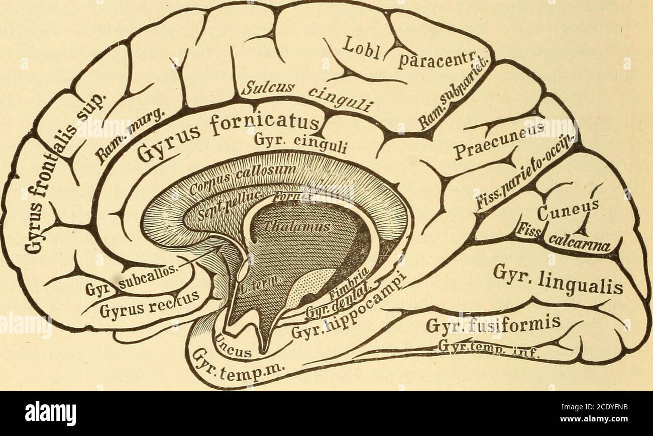 Gyrus Sulcus High Resolution Stock Photography and Images - Alamy