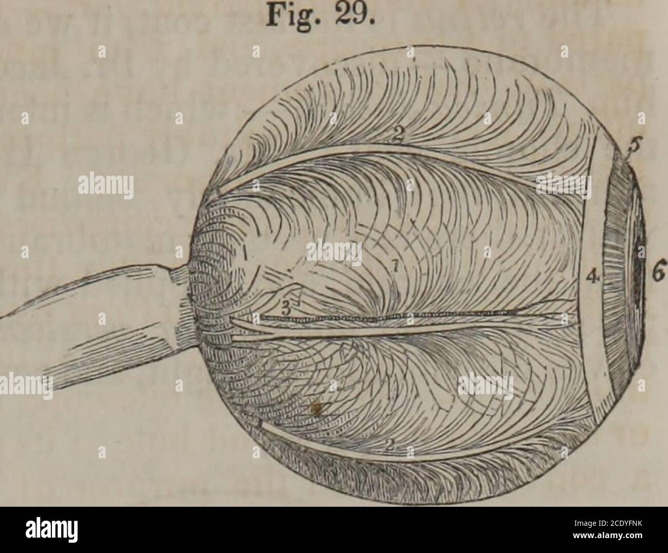 . Human physiology (Volume 1) . tructures of the orbit, and forms a ...