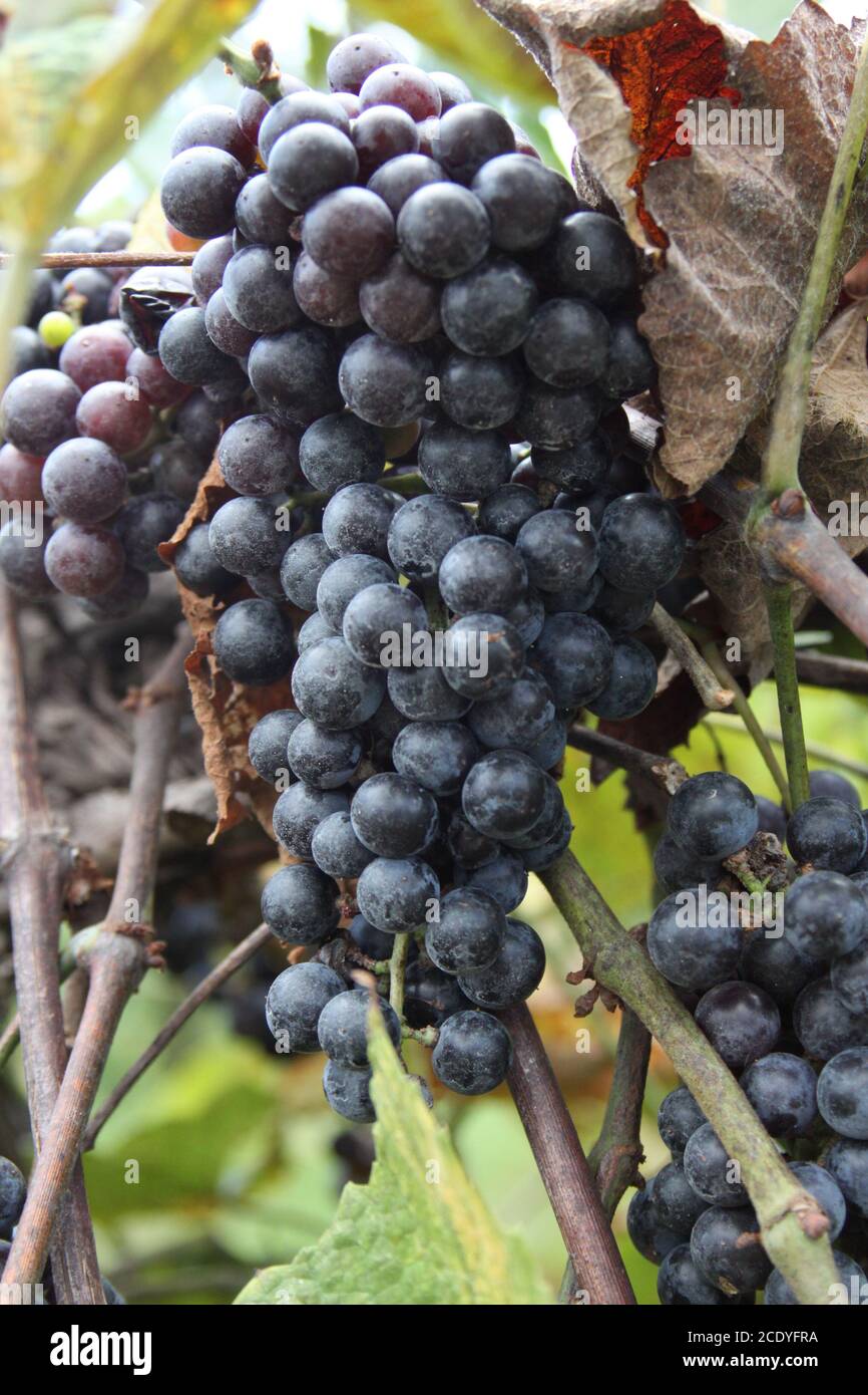 The red wine grapes of Defiance Ridge Vineyard I Defiance, Missouri ...