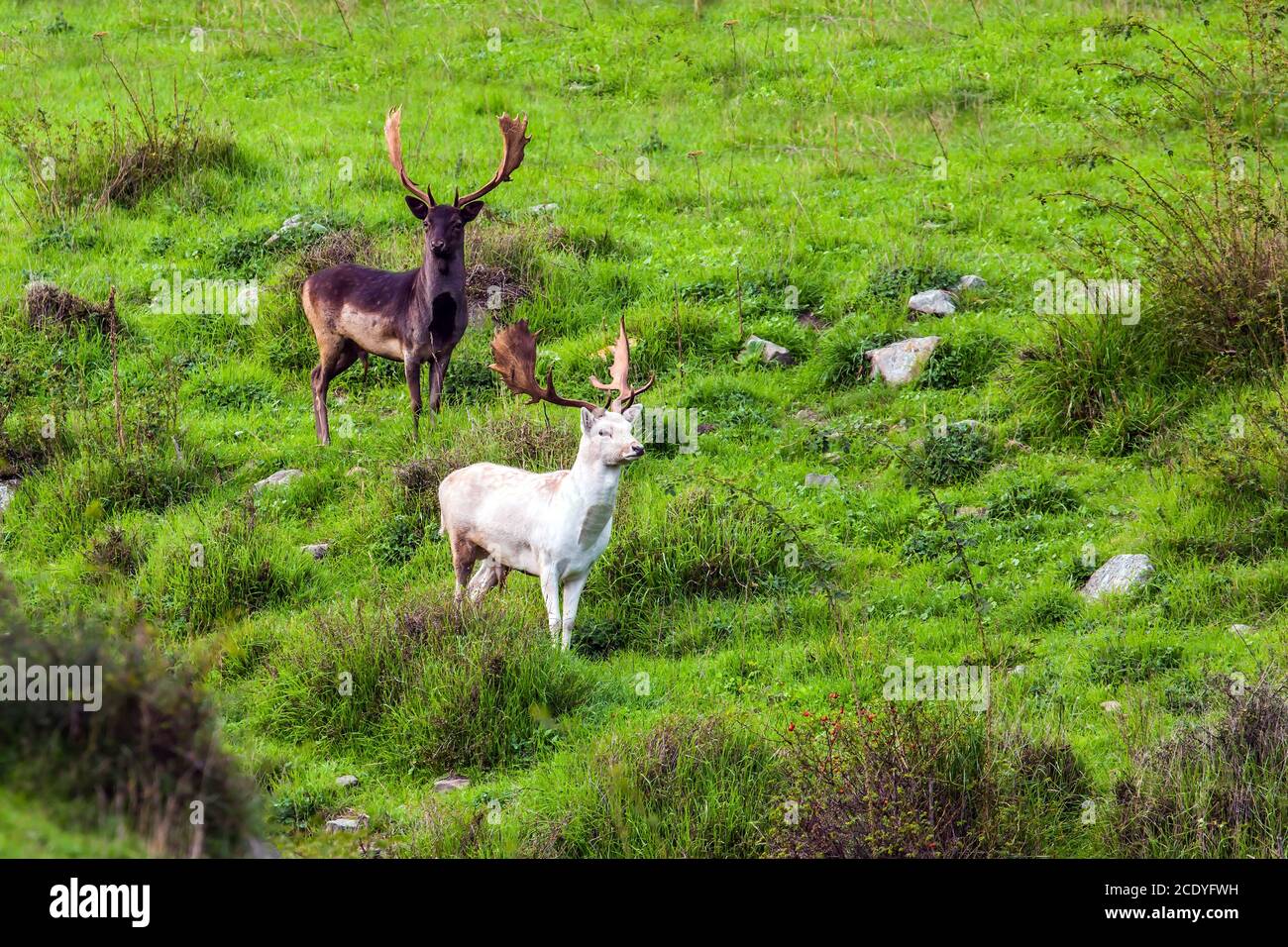 Two magnificent deer with huge horns Stock Photo - Alamy