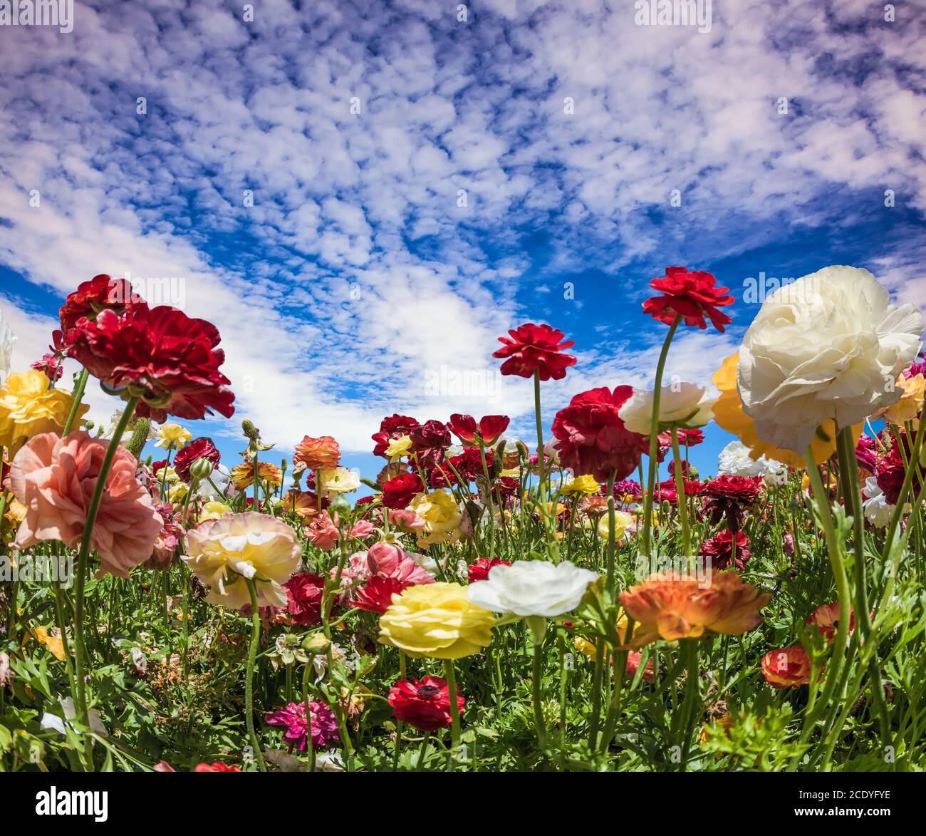Spring greeting postcard Stock Photo - Alamy