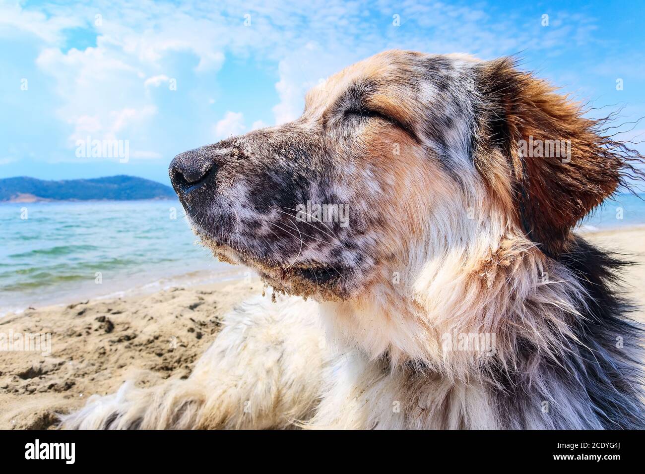 Fuzzy Dog High Resolution Stock Photography and Images - Alamy