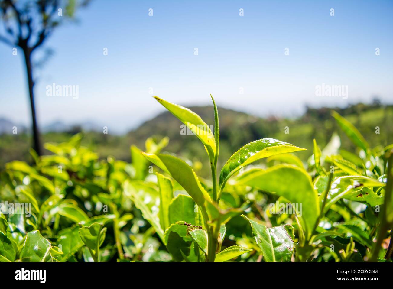 Beautiful ooty hill station hi-res stock photography and images - Alamy