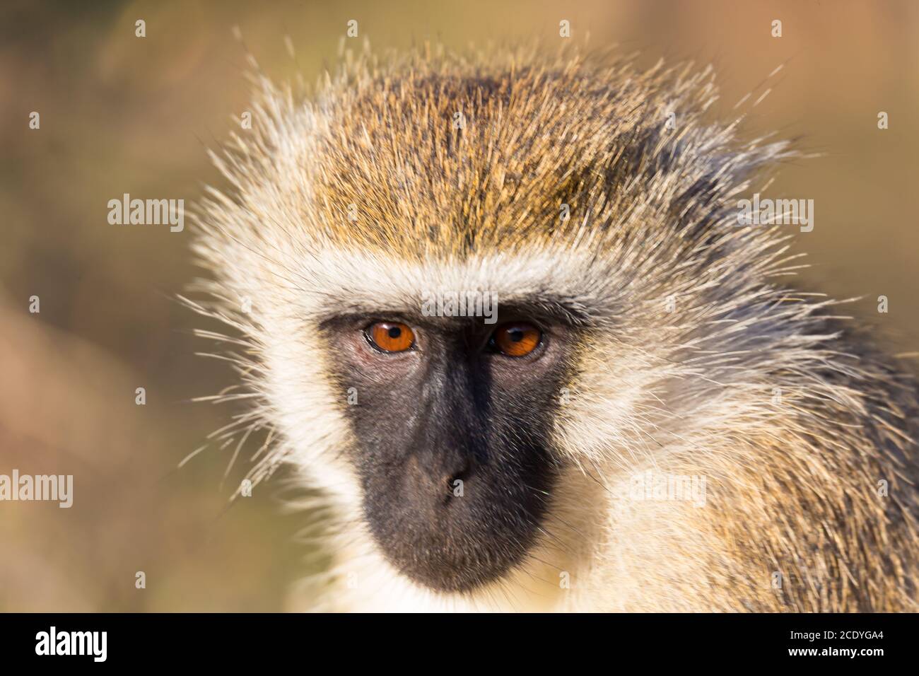 Savannah monkey hi-res stock photography and images - Alamy