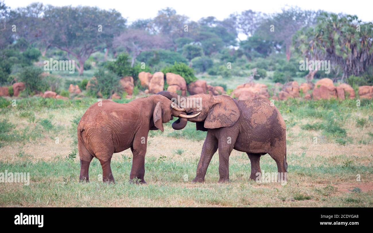 Two big red elephants try to fight each other with the trunks Stock ...