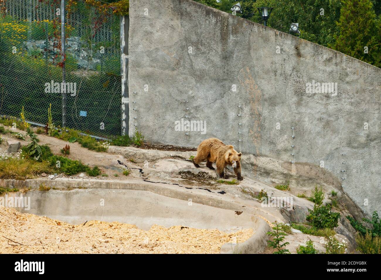 Bear at the Korkeasaari Zoo in Helsinki at summer Stock Photo - Alamy
