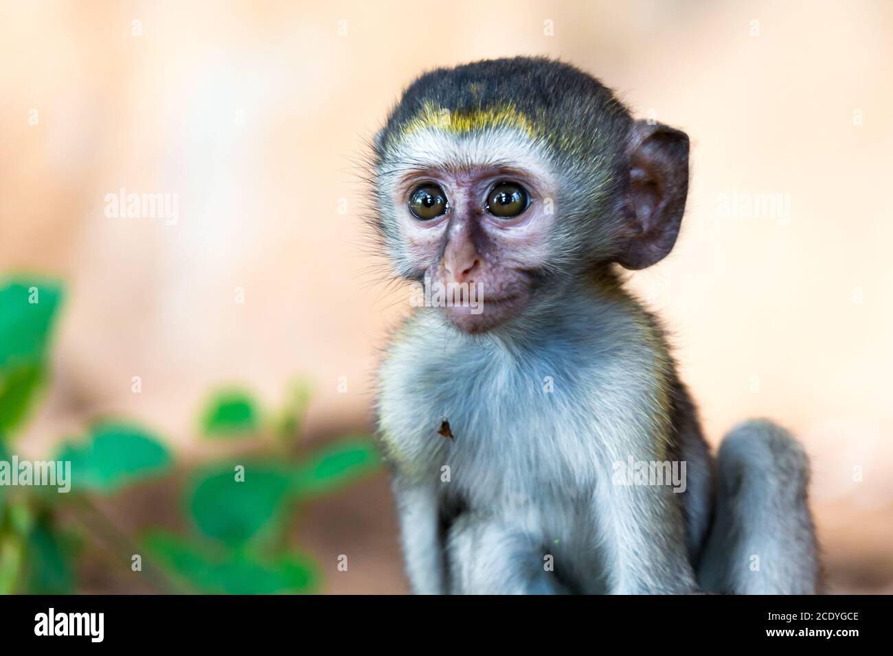 Funny monkey hi-res stock photography and images - Alamy