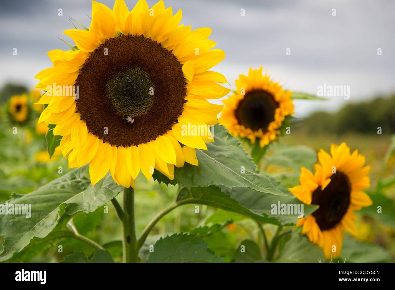 Farm garden with sunflowers hi-res stock photography and images - Alamy