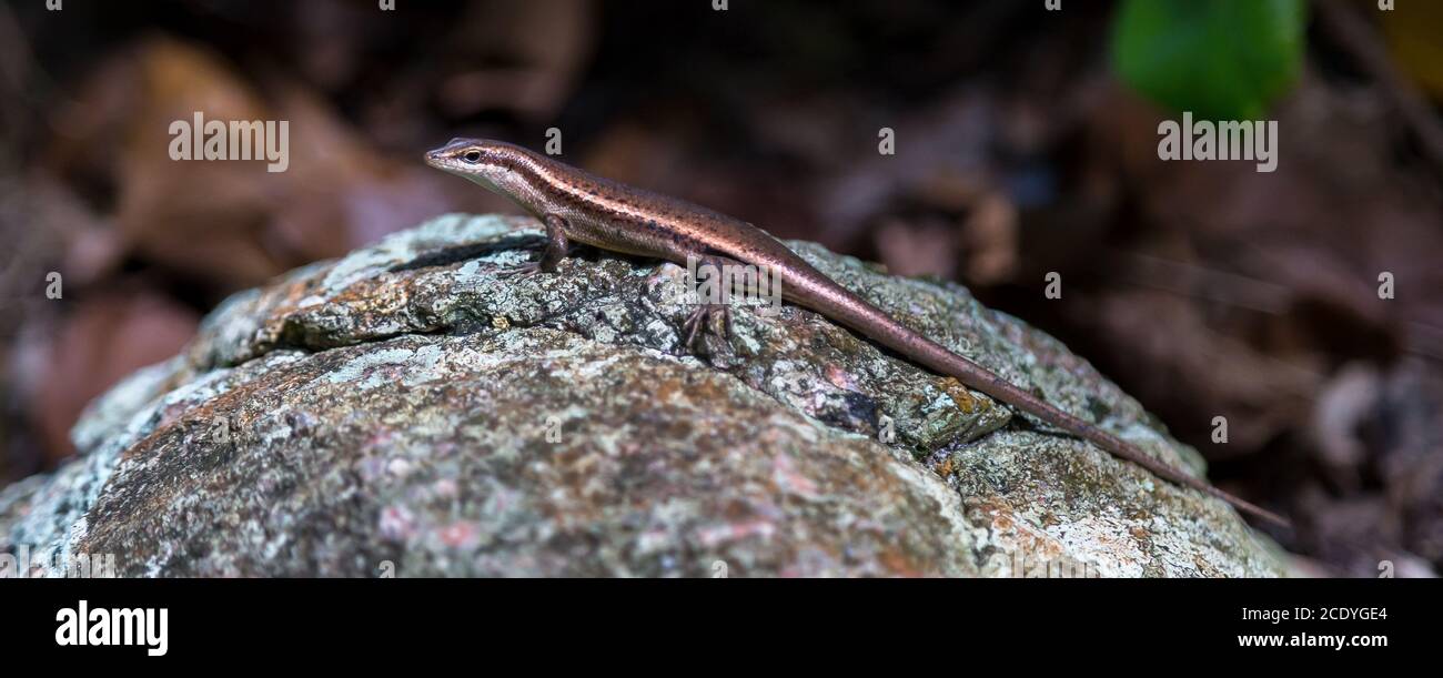 Small australian lizards hi-res stock photography and images - Alamy