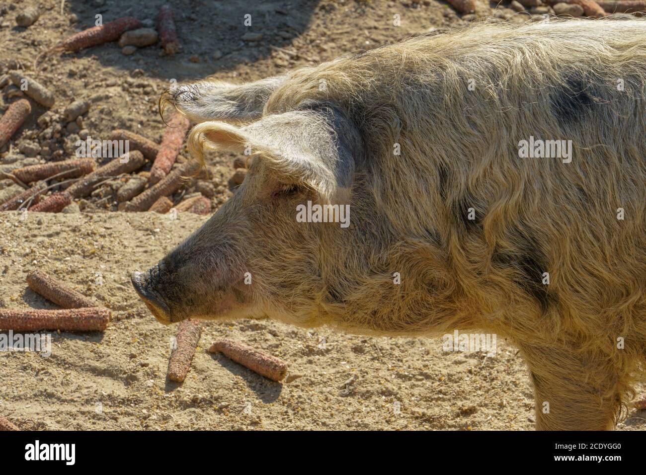 Turopolje Pig in Croatia, Europe Stock Photo - Alamy