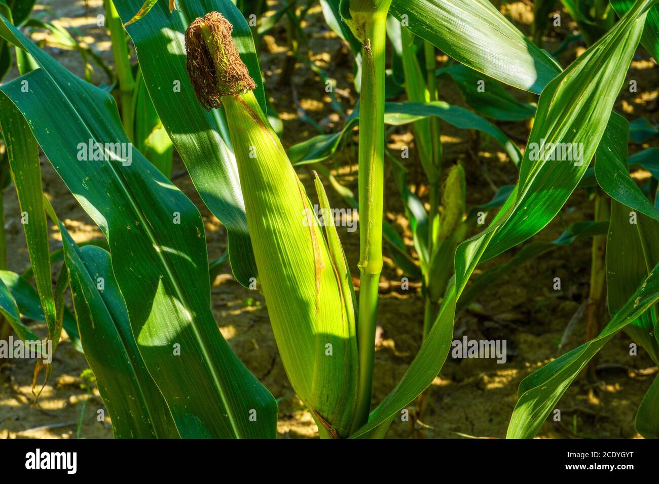 Healthy corn hi-res stock photography and images - Alamy