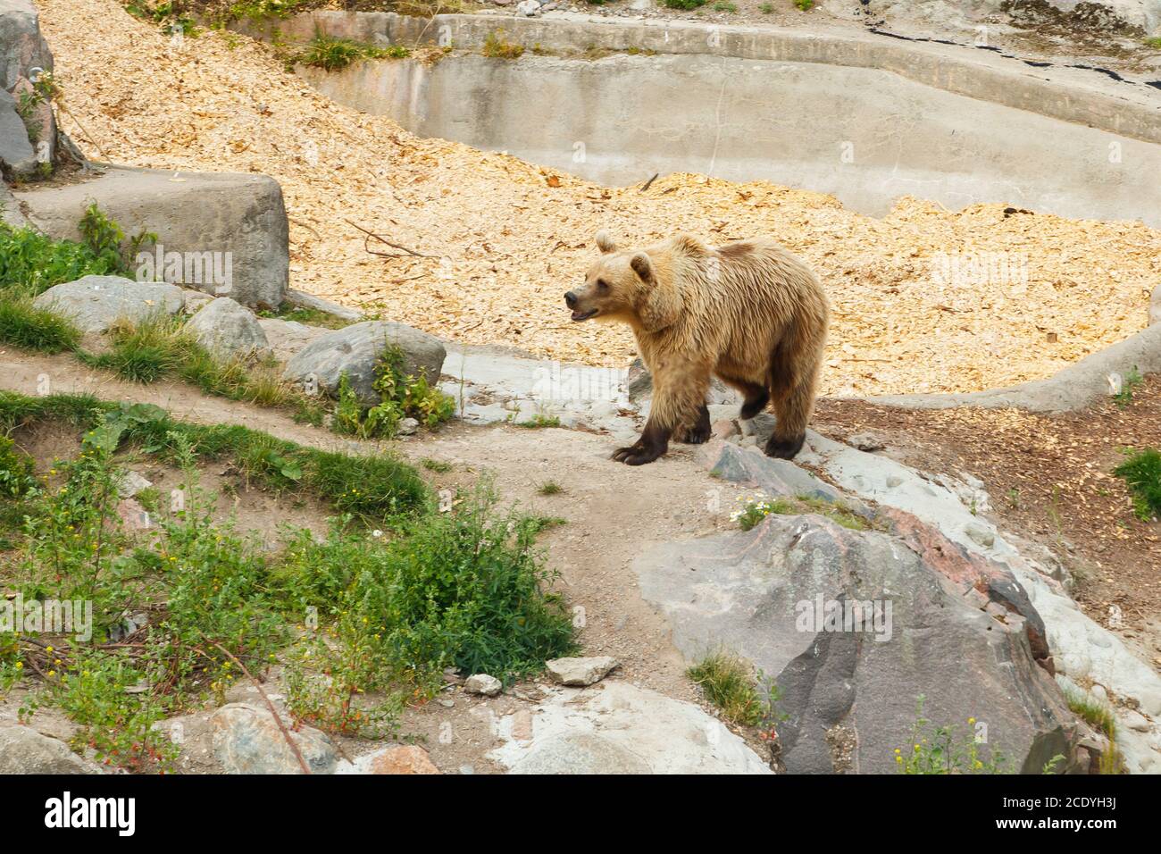 Bear at the Korkeasaari Zoo in Helsinki at summer Stock Photo - Alamy