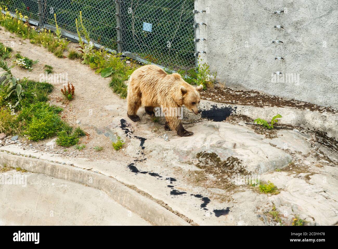 Korkeasaari zoo in helsinki hi-res stock photography and images - Alamy